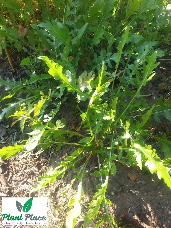 Organic perennial rocket seeds - Diplotaxis tenuifolia 0.3g