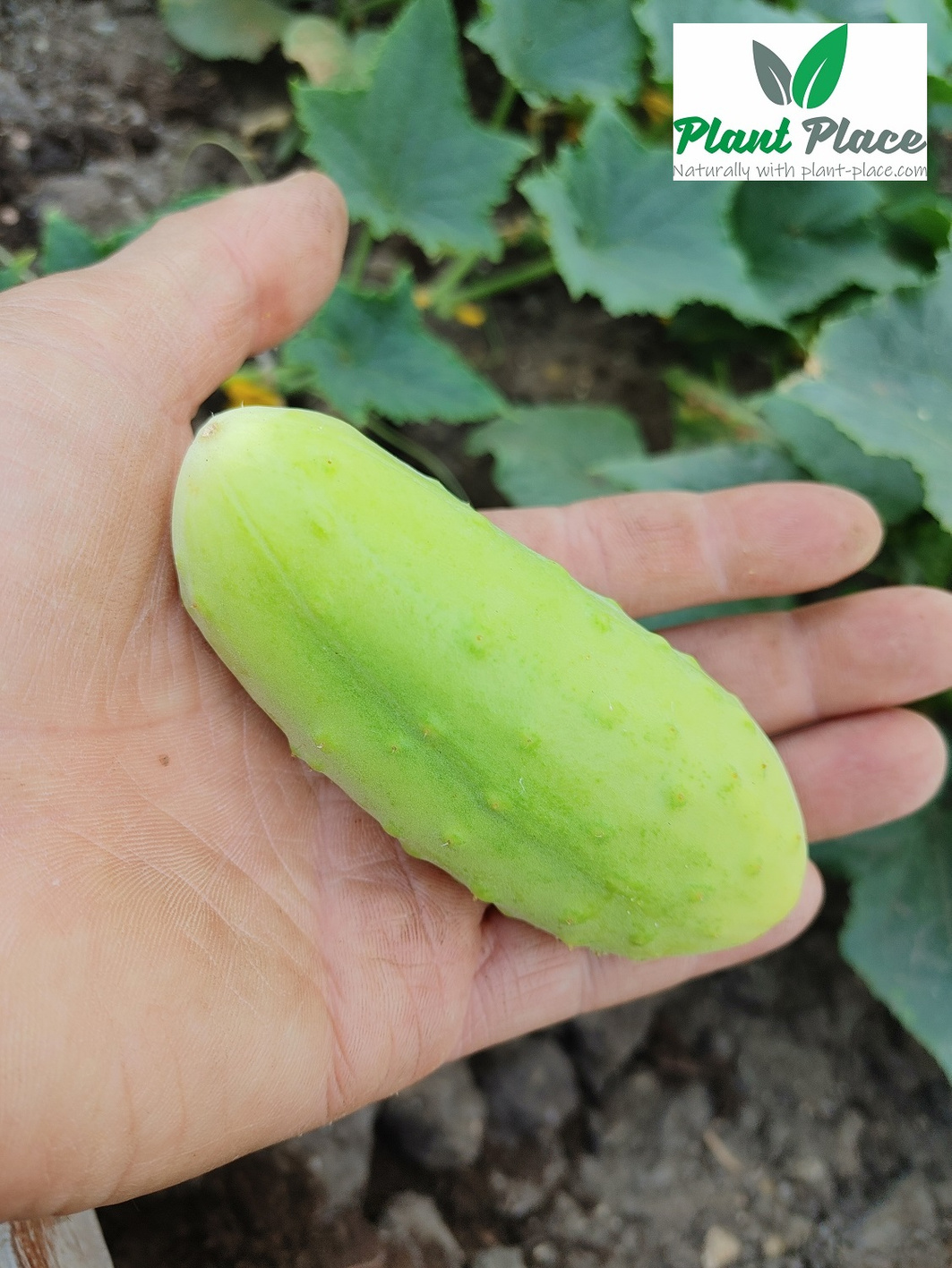 White pickling cucumber - variety WHITE WONDER F1 (2g)